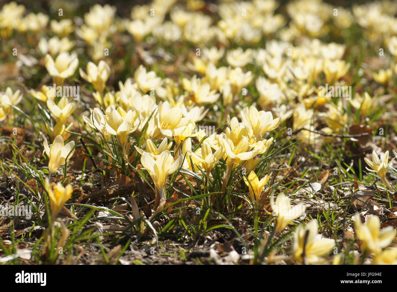 Crocus luteus, Golden Crocus Stock Photo - Alamy