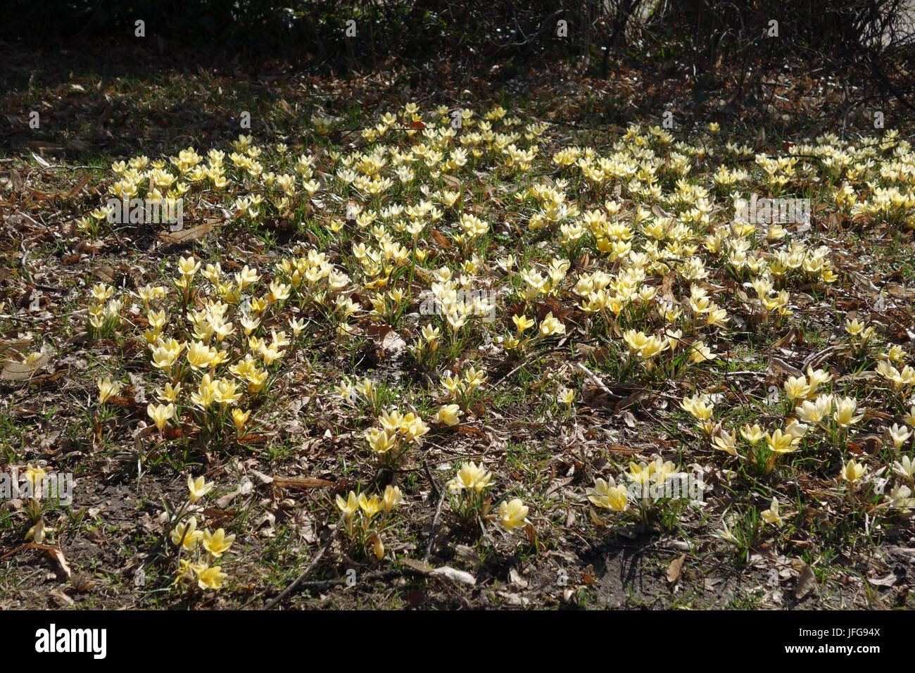 Crocus luteus, Golden Crocus Stock Photo - Alamy