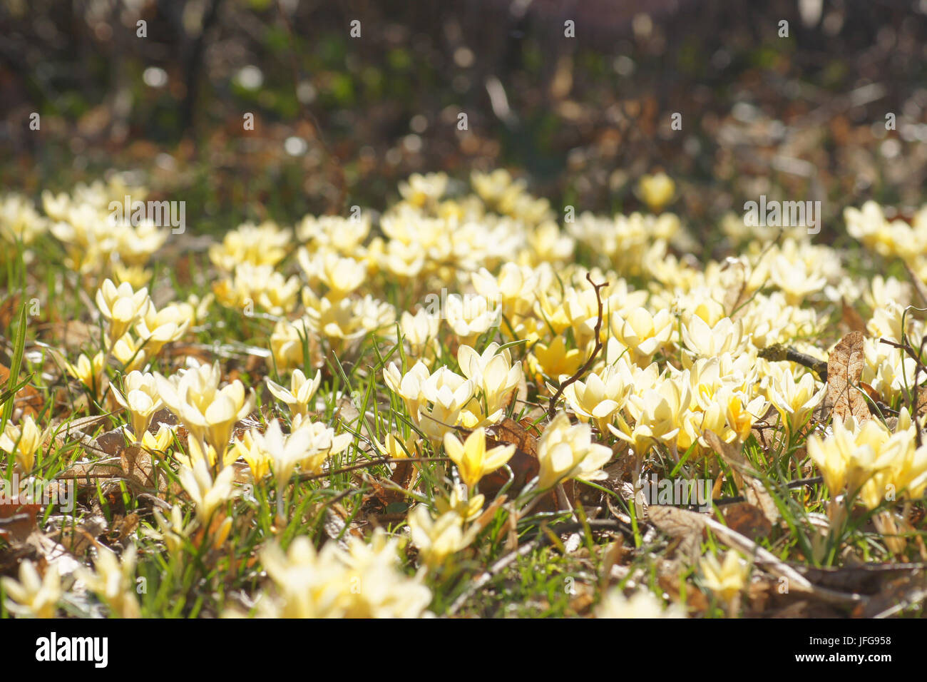 Crocus luteus, Golden Crocus Stock Photo - Alamy