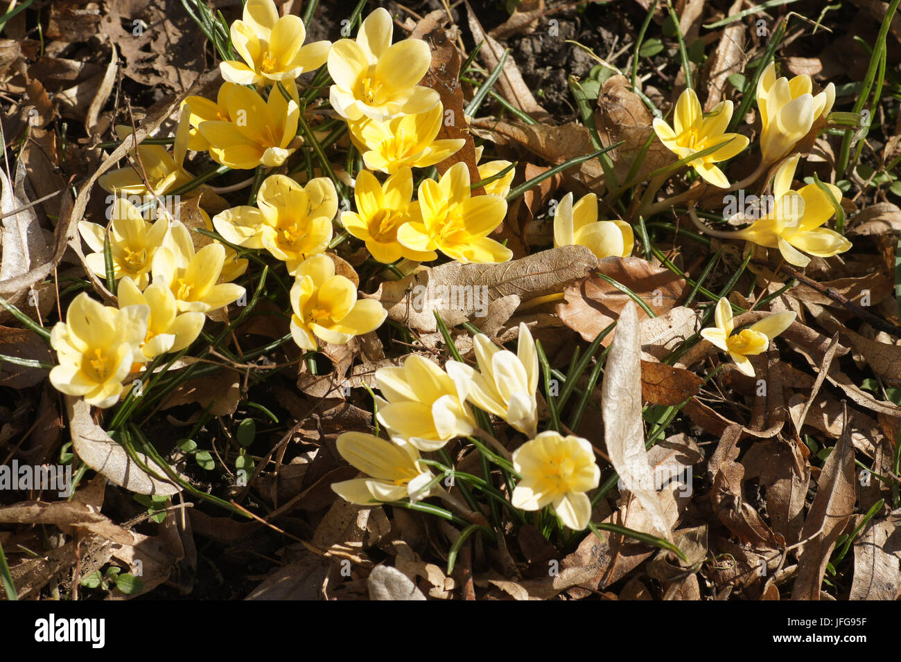 Crocus luteus, Golden Crocus Stock Photo - Alamy