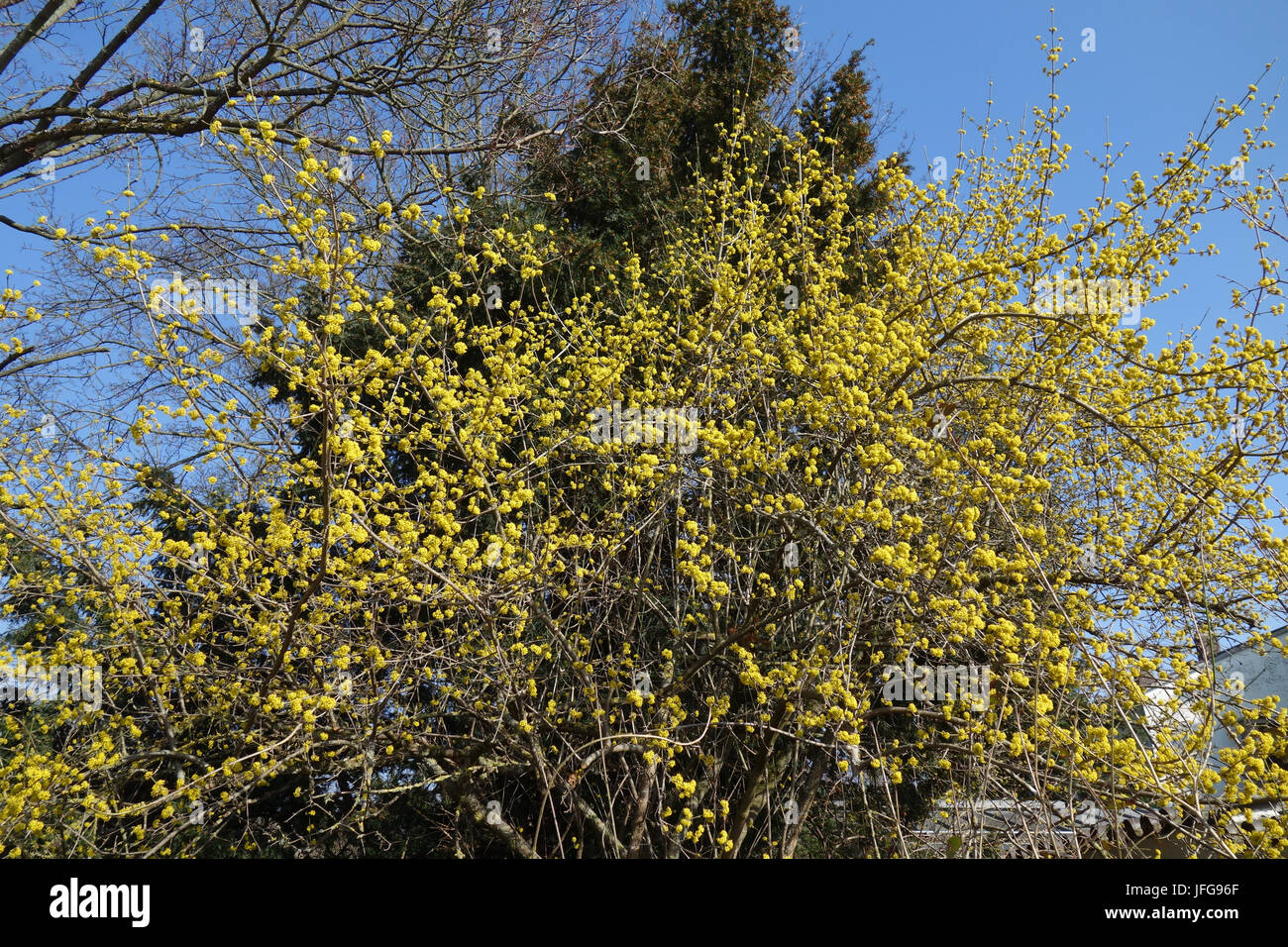 Cornus mas, European Cornel Stock Photo - Alamy