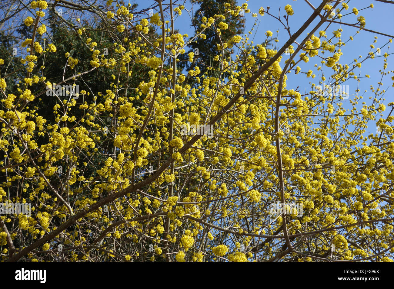 Cornus mas, European Cornel Stock Photo - Alamy