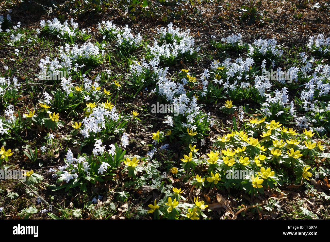 Scilla mischtschenkoana, Early Squill Stock Photo - Alamy