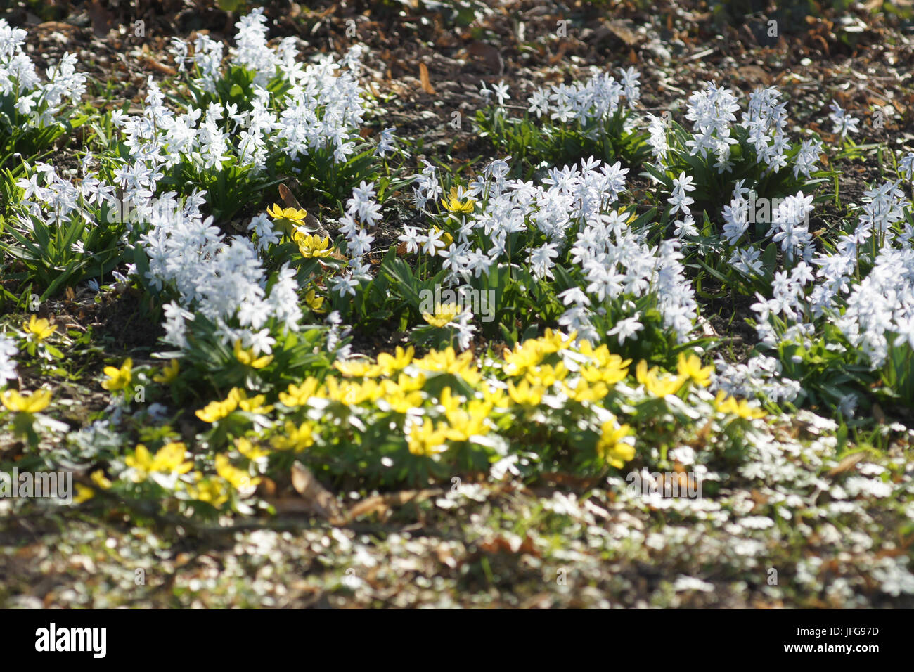 Scilla mischtschenkoana, Early Squill Stock Photo - Alamy