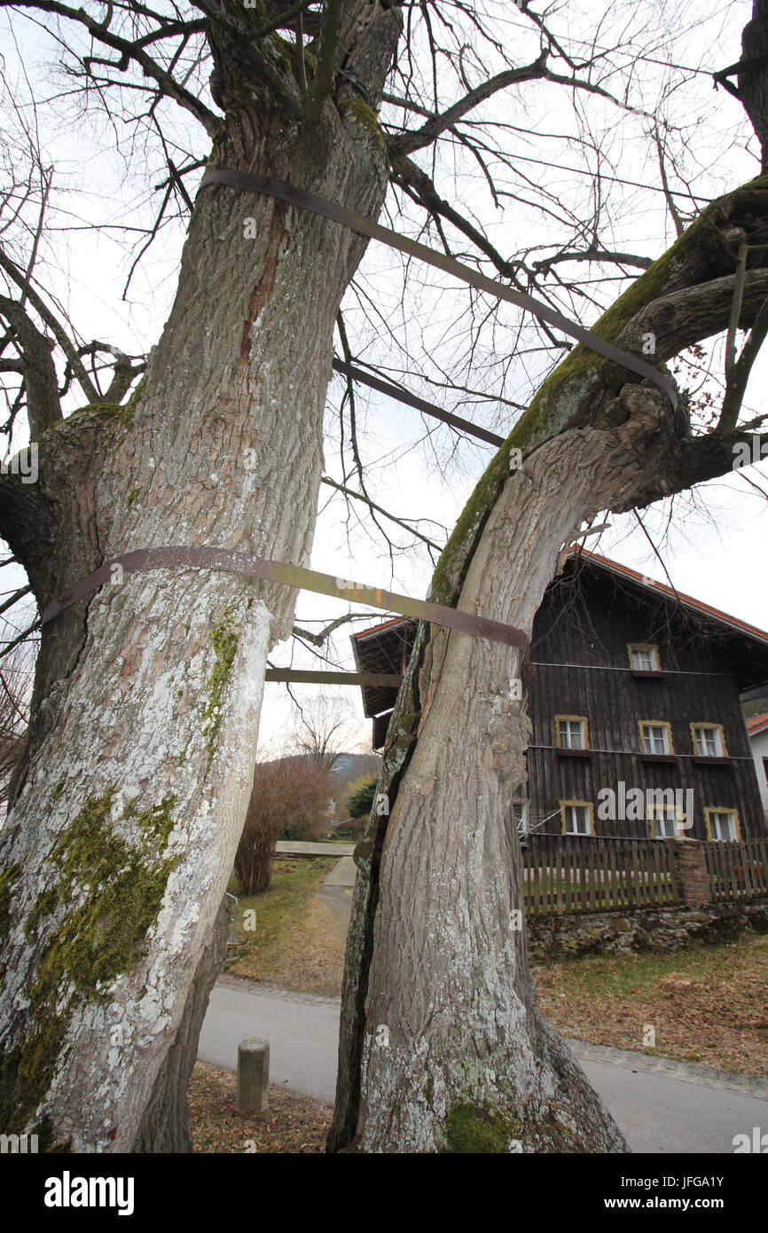 Linde tree hi-res stock photography and images - Alamy