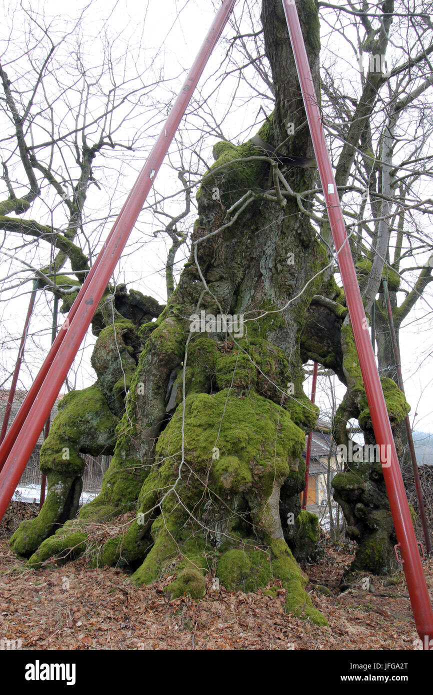 Old linde bavaria hi-res stock photography and images - Alamy