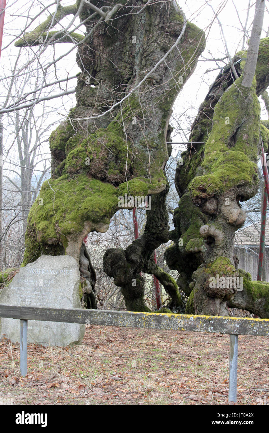 Sage tree hi-res stock photography and images - Alamy