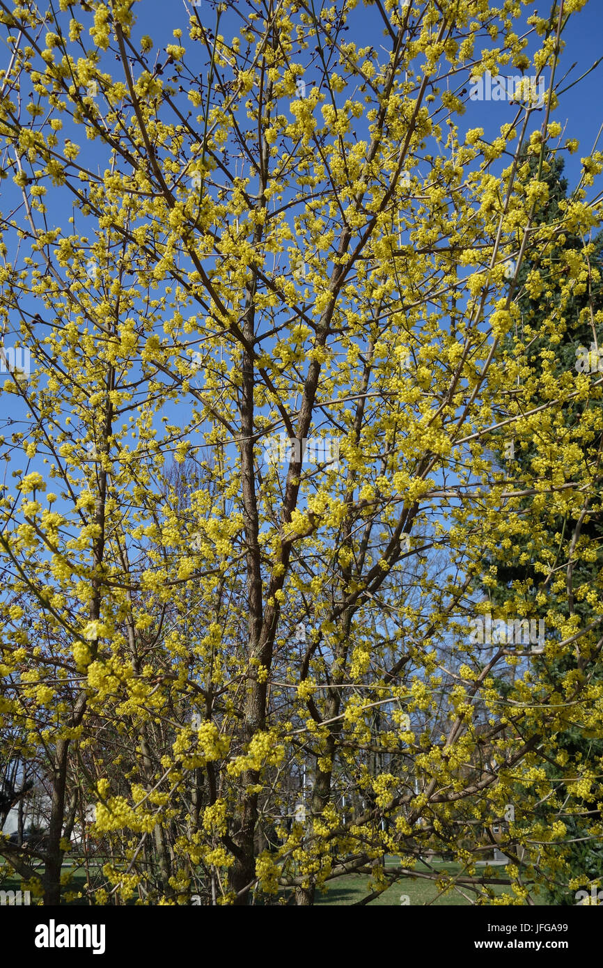 Cornus mas, European Cornel Stock Photo - Alamy
