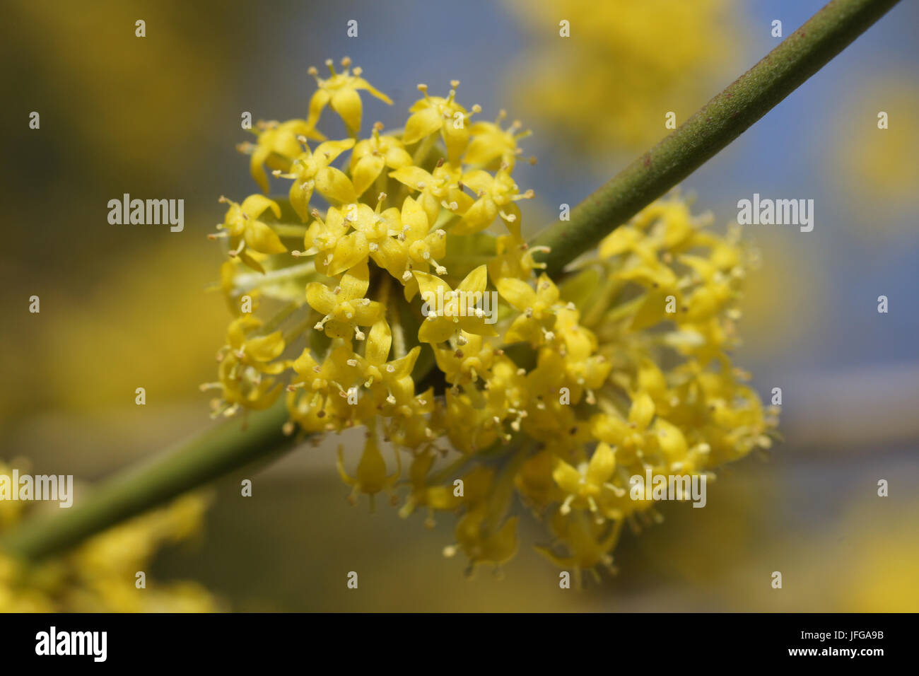 Cornus mas, European Cornel Stock Photo - Alamy
