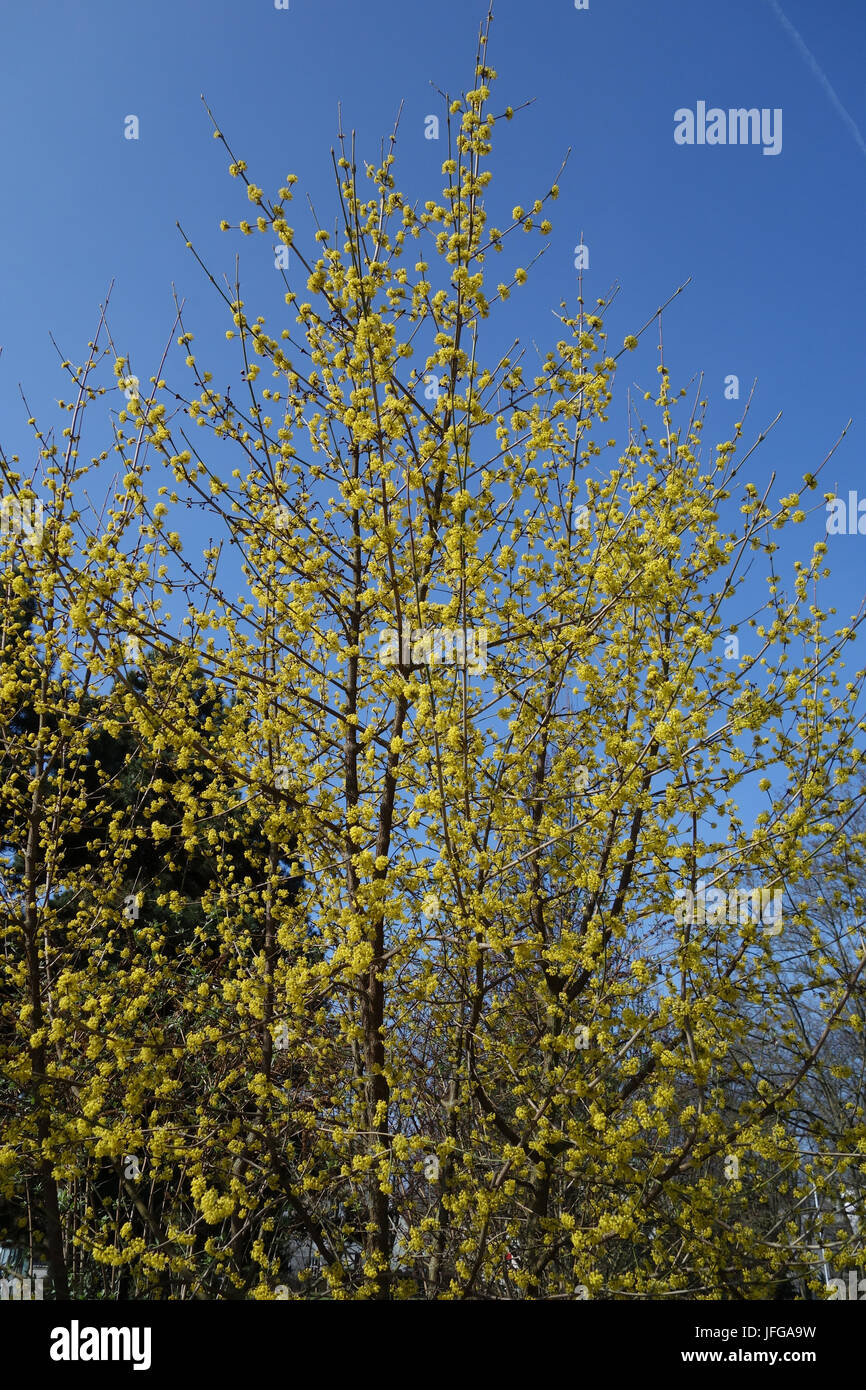 Cornus mas, European Cornel Stock Photo - Alamy