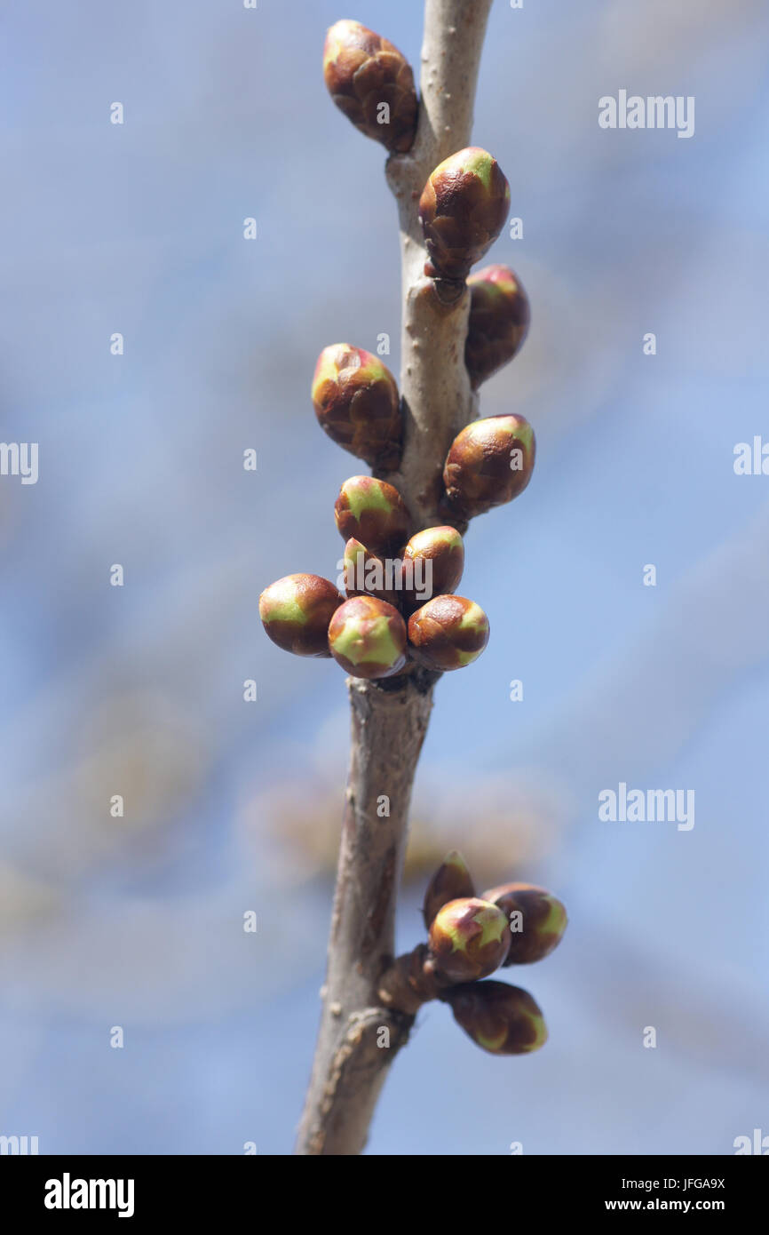 Prunus avium, Sweet Cherry, buds Stock Photo - Alamy