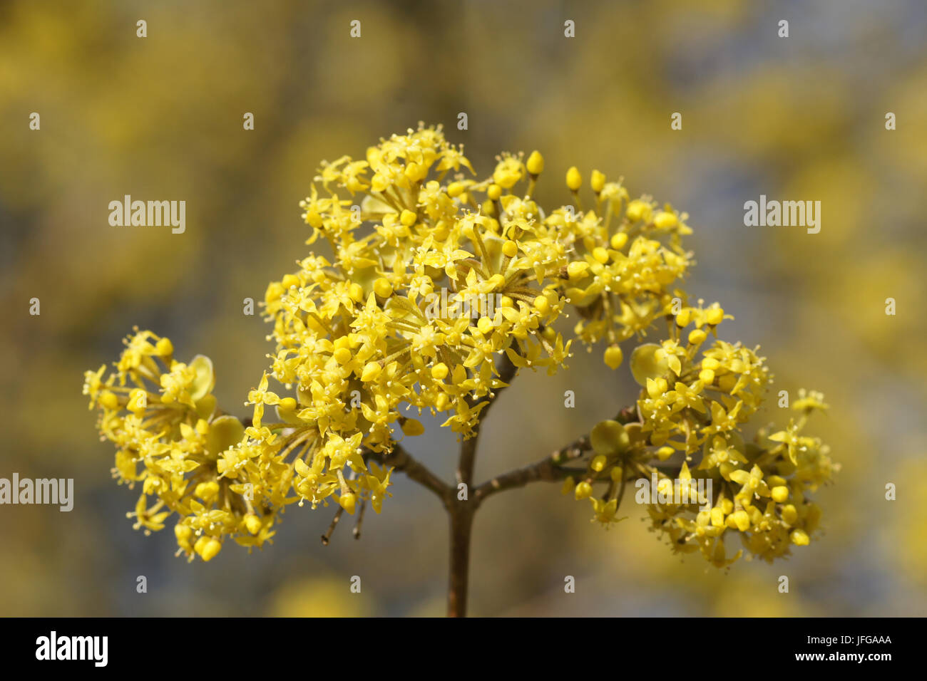 Cornus mas, European Cornel Stock Photo - Alamy