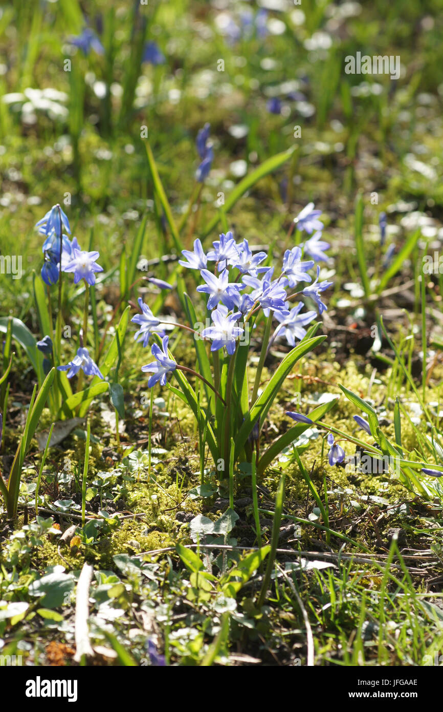 Alpine squills hi-res stock photography and images - Alamy