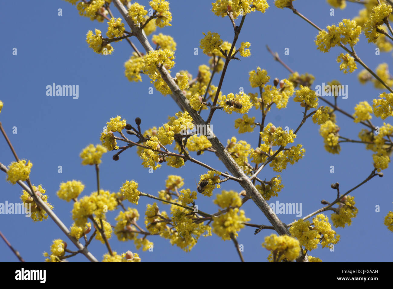 Cornus mas, European Cornel, with bee Stock Photo - Alamy
