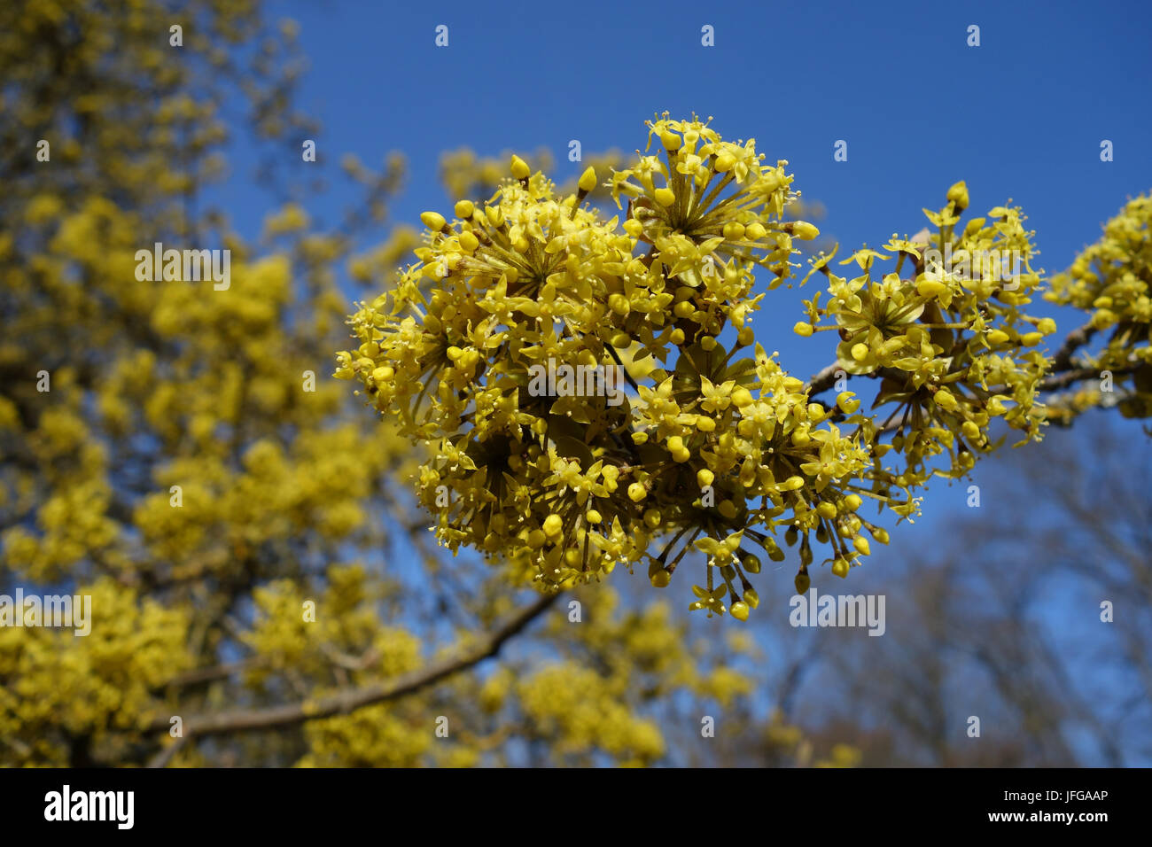 Cornus mas, European Cornel Stock Photo - Alamy