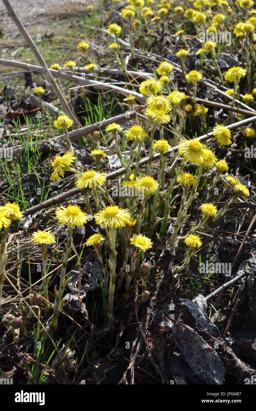 Tussilago farfara, Coltsfoot Stock Photo - Alamy