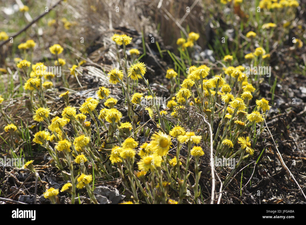 Tussilago farfara, Coltsfoot Stock Photo - Alamy