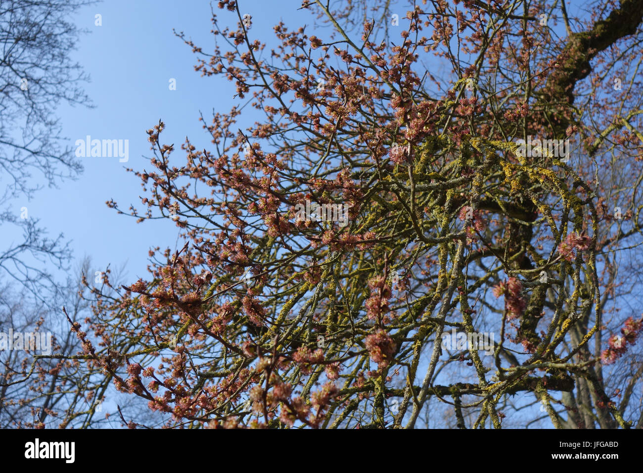 Ulmus carpinifolia, Field Elm Stock Photo - Alamy
