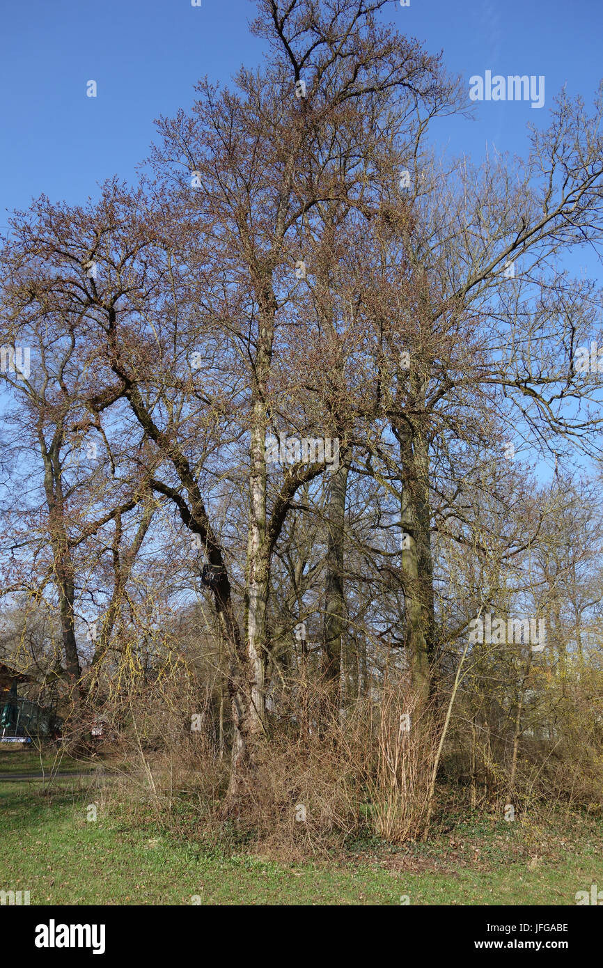 Ulmus carpinifolia, Field Elm Stock Photo - Alamy