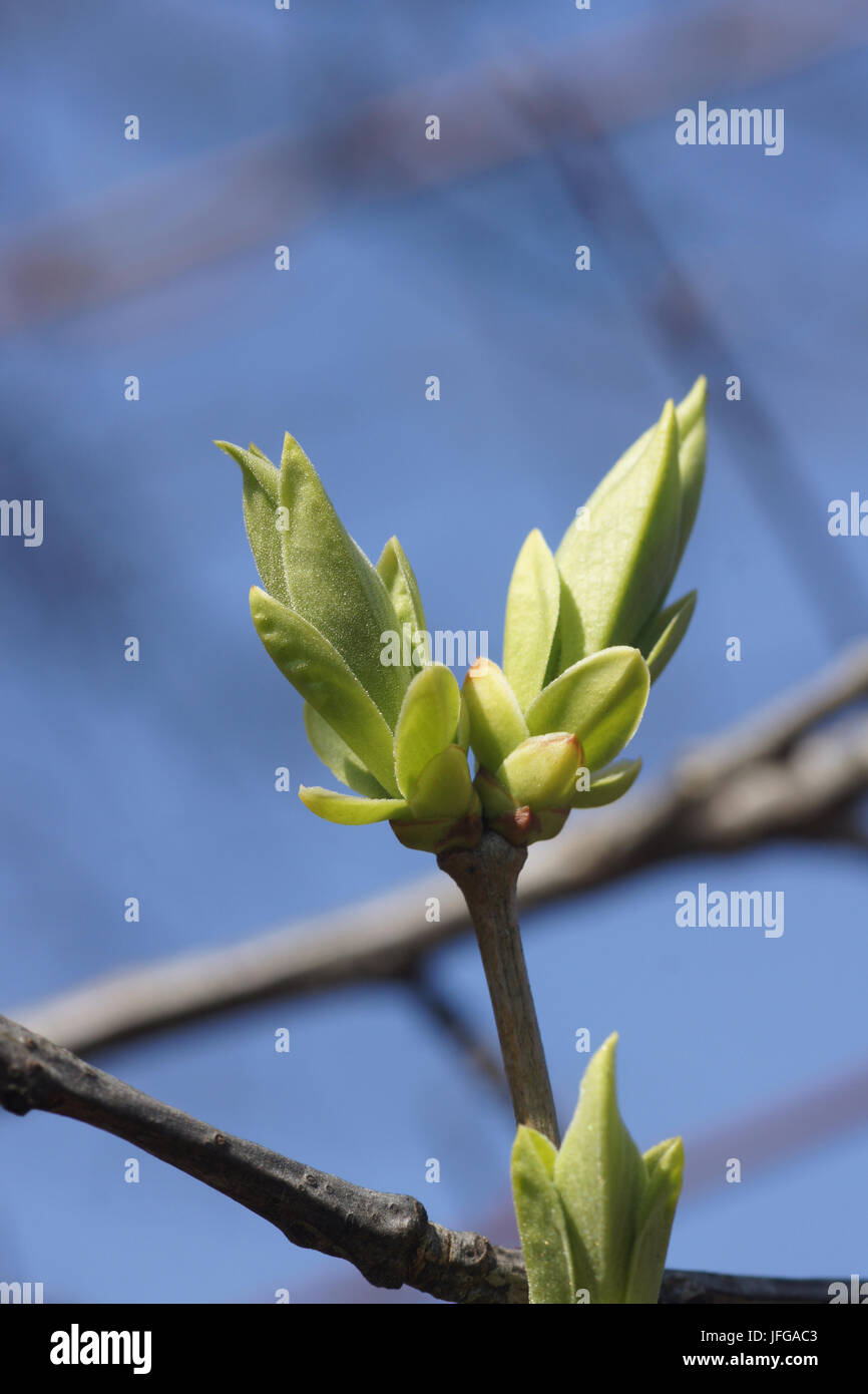 Syringa vulgaris, Lilac, buds Stock Photo - Alamy