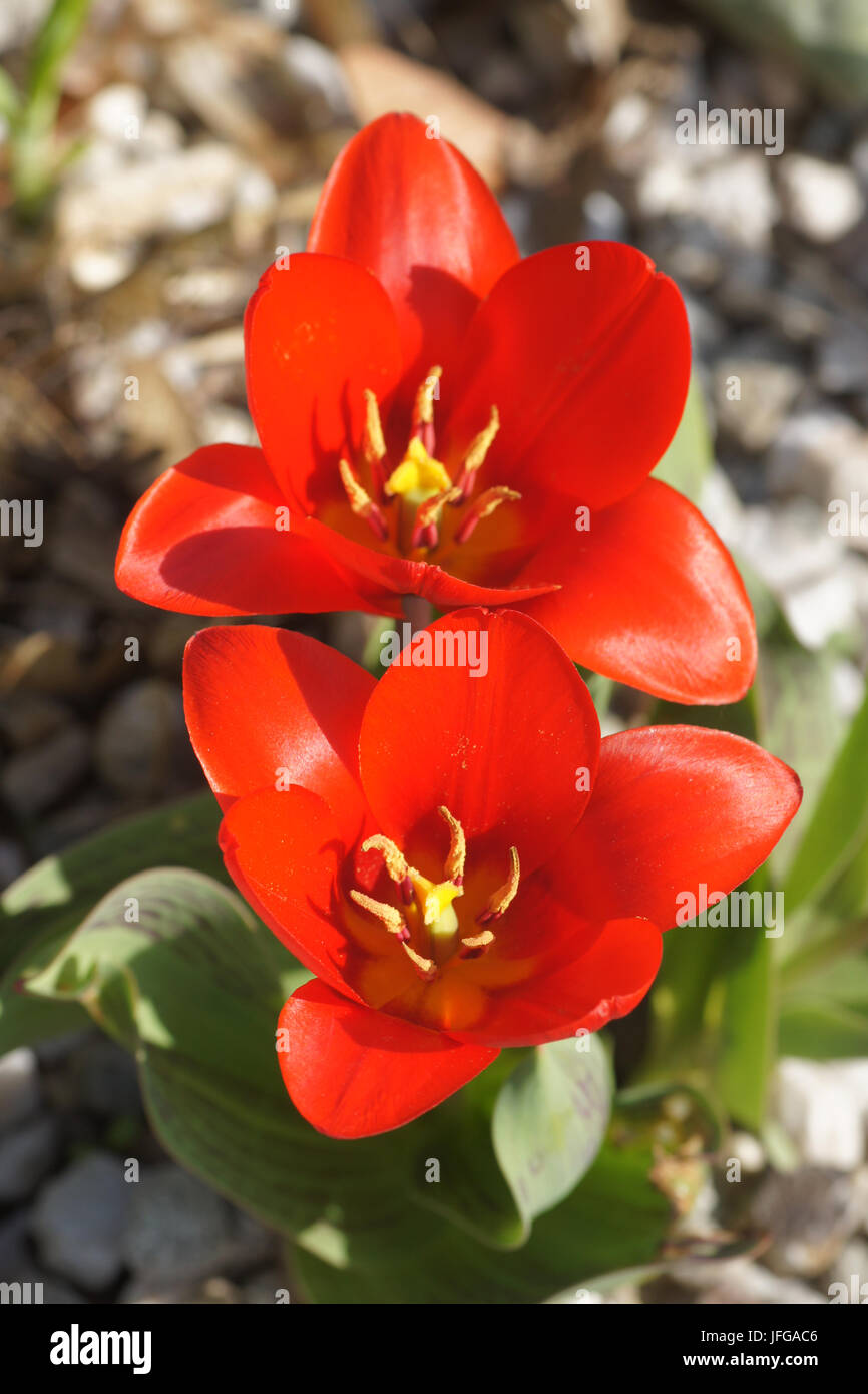 Tulipa praestans, Wild Tulip Stock Photo - Alamy