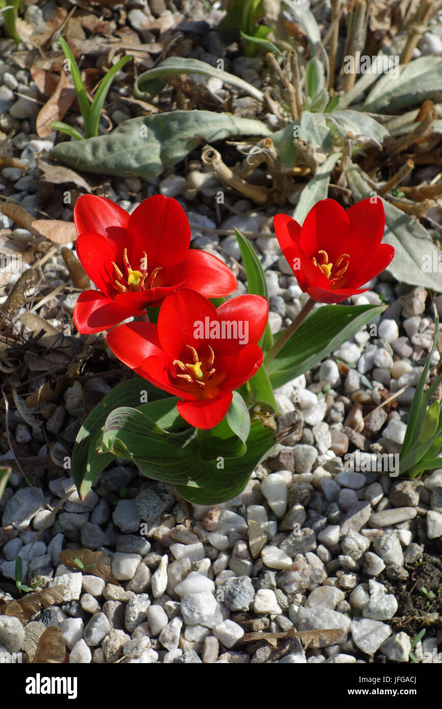 Tulipa praestans, Wild Tulip Stock Photo - Alamy