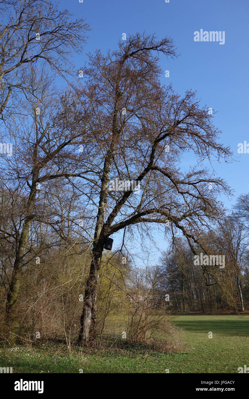 Ulmus carpinifolia, Field Elm Stock Photo - Alamy