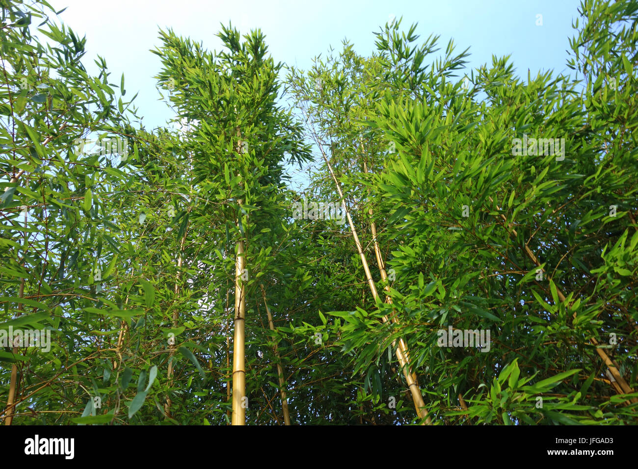 Bamboo type hi-res stock photography and images - Alamy