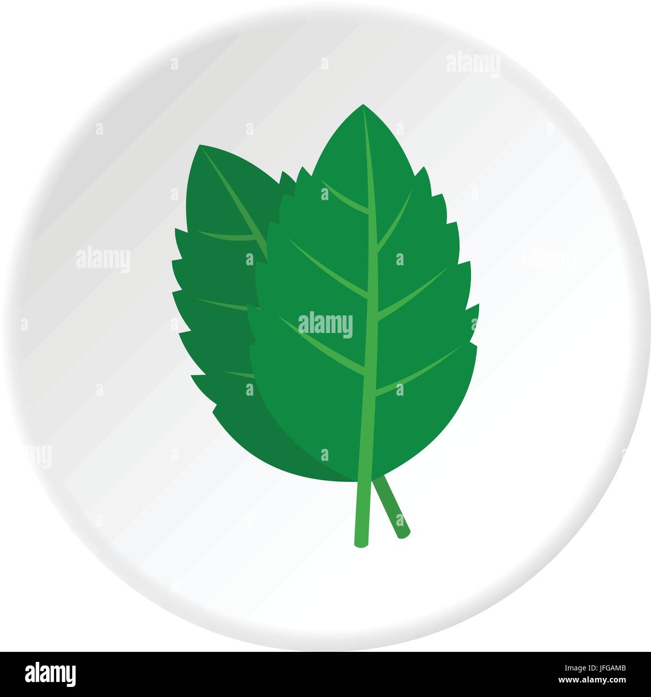 Sweet basil leaves leaf ocimum basilicum Stock Vector Images - Alamy