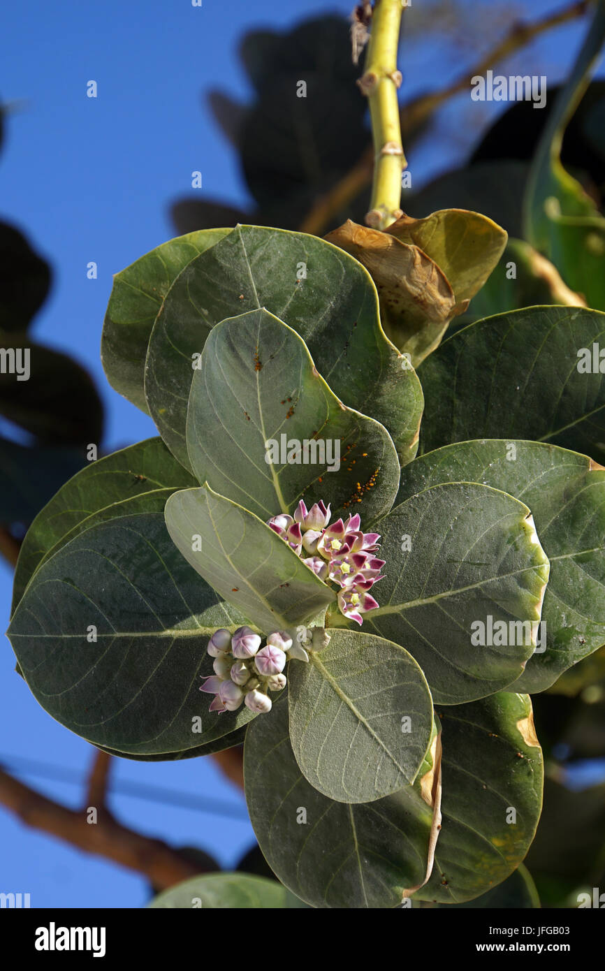 Sodoms milkweed hi-res stock photography and images - Alamy