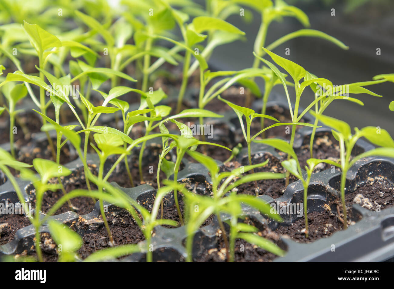 Pepper seedling transplants growing Stock Photo - Alamy