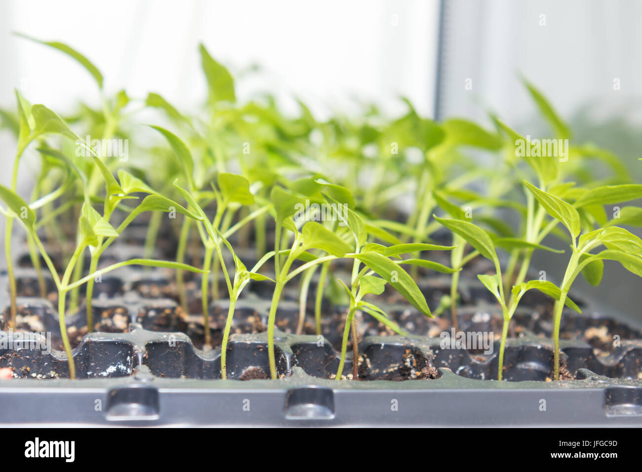 Pepper seedling transplants growing Stock Photo - Alamy