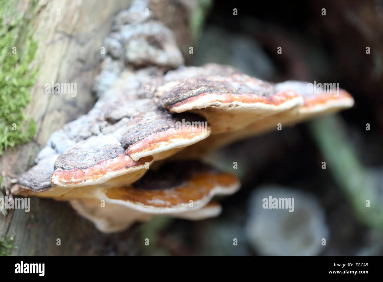 Old mushroom hi-res stock photography and images - Alamy
