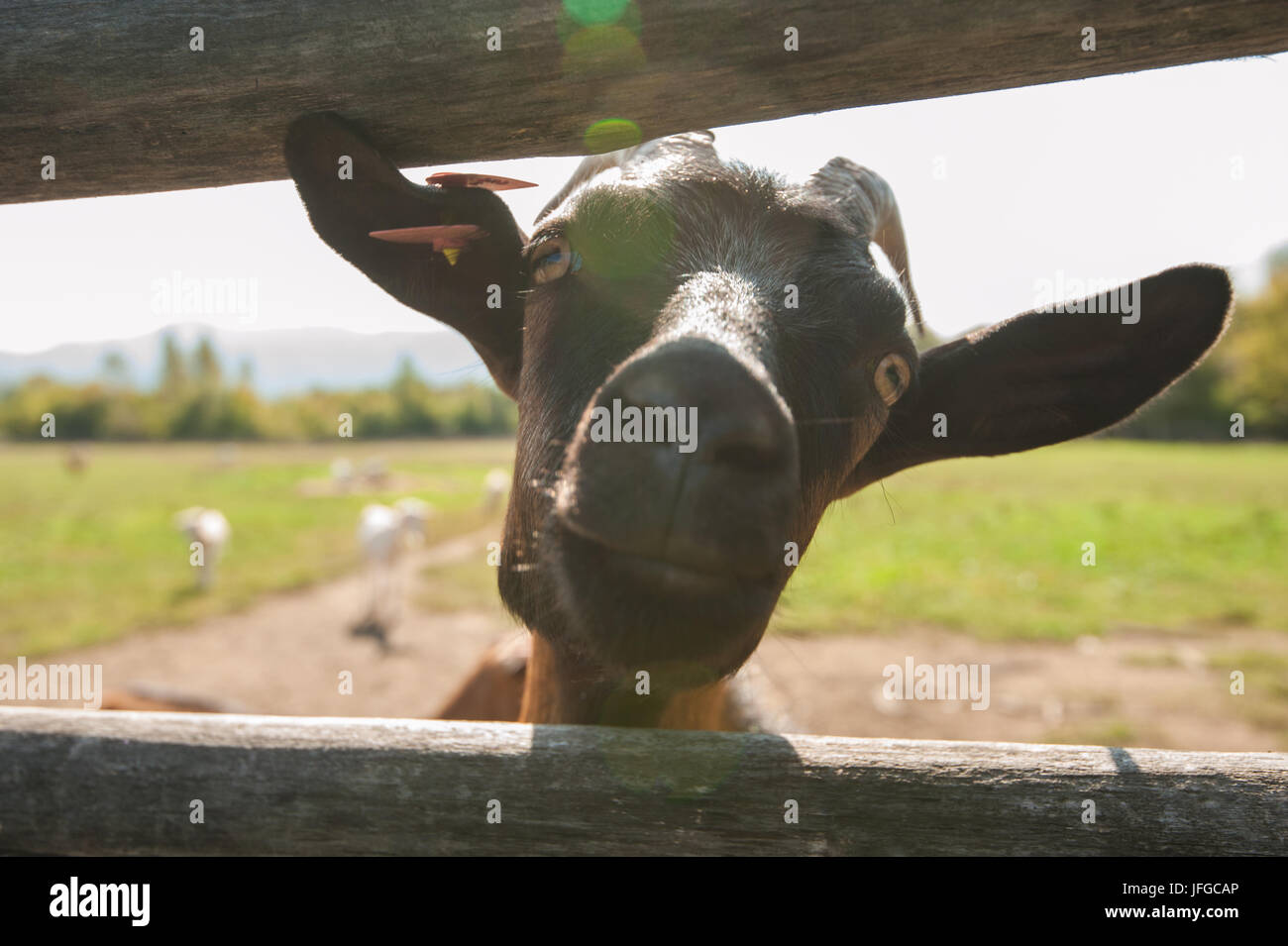goat portrait closeup Stock Photo - Alamy