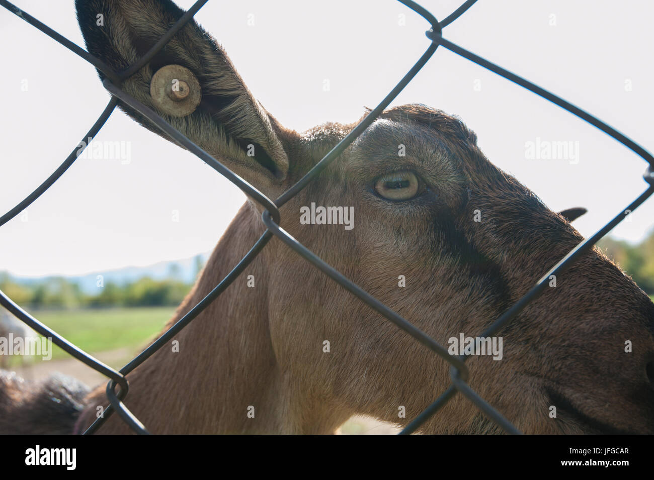 goat portrait closeup Stock Photo - Alamy
