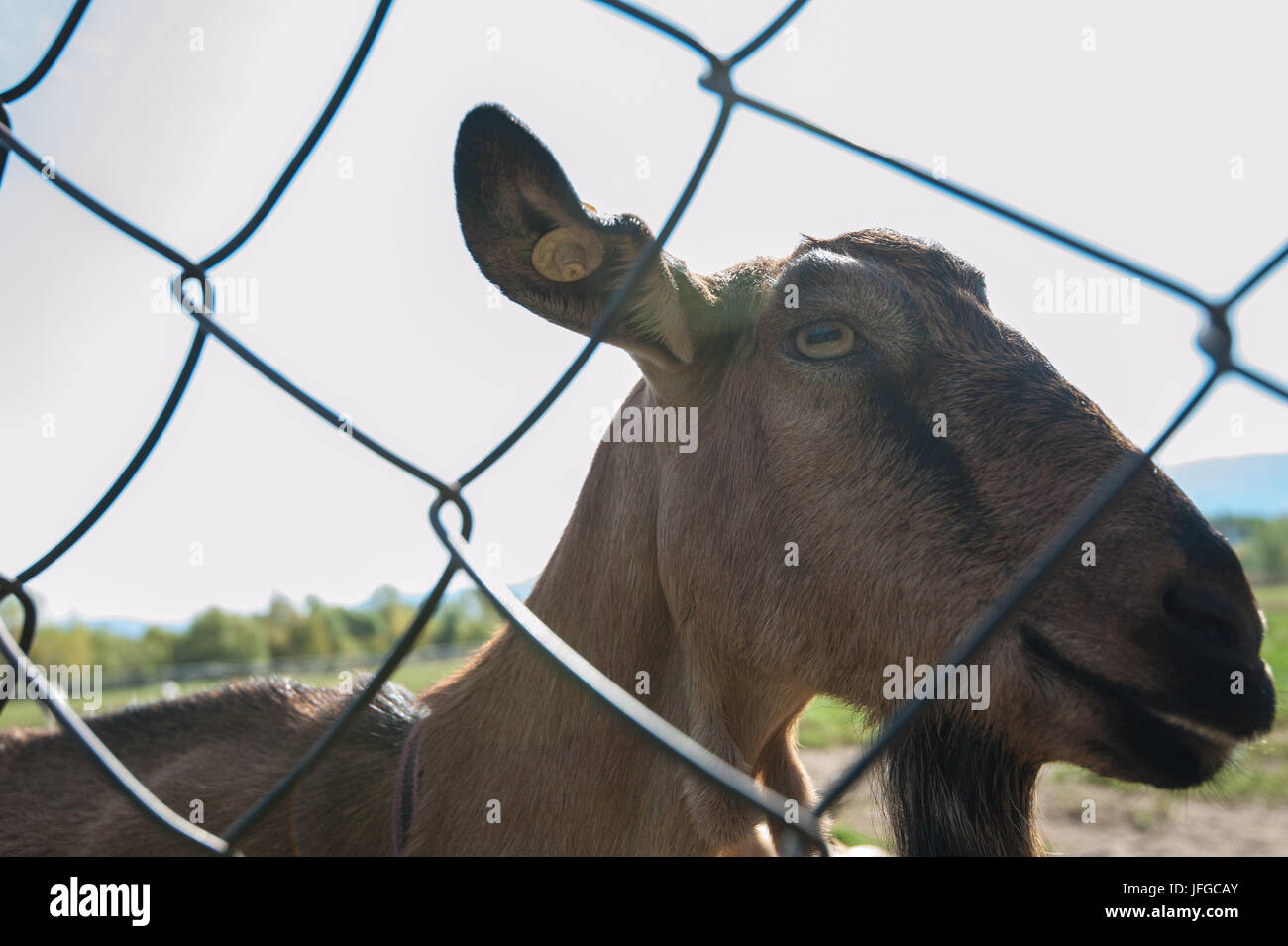 goat portrait closeup Stock Photo - Alamy