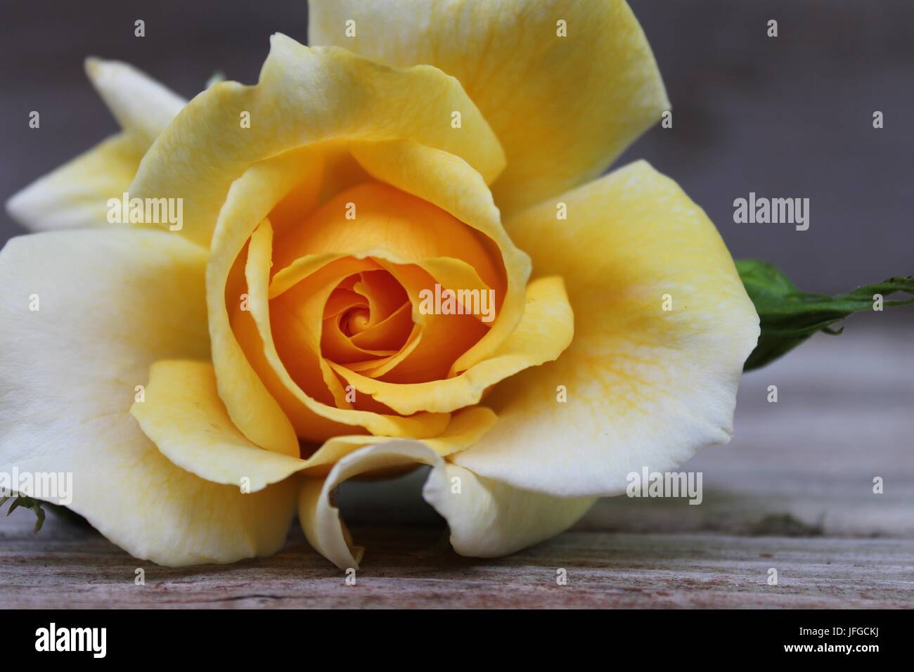 closeup of rose on wood table Stock Photo - Alamy
