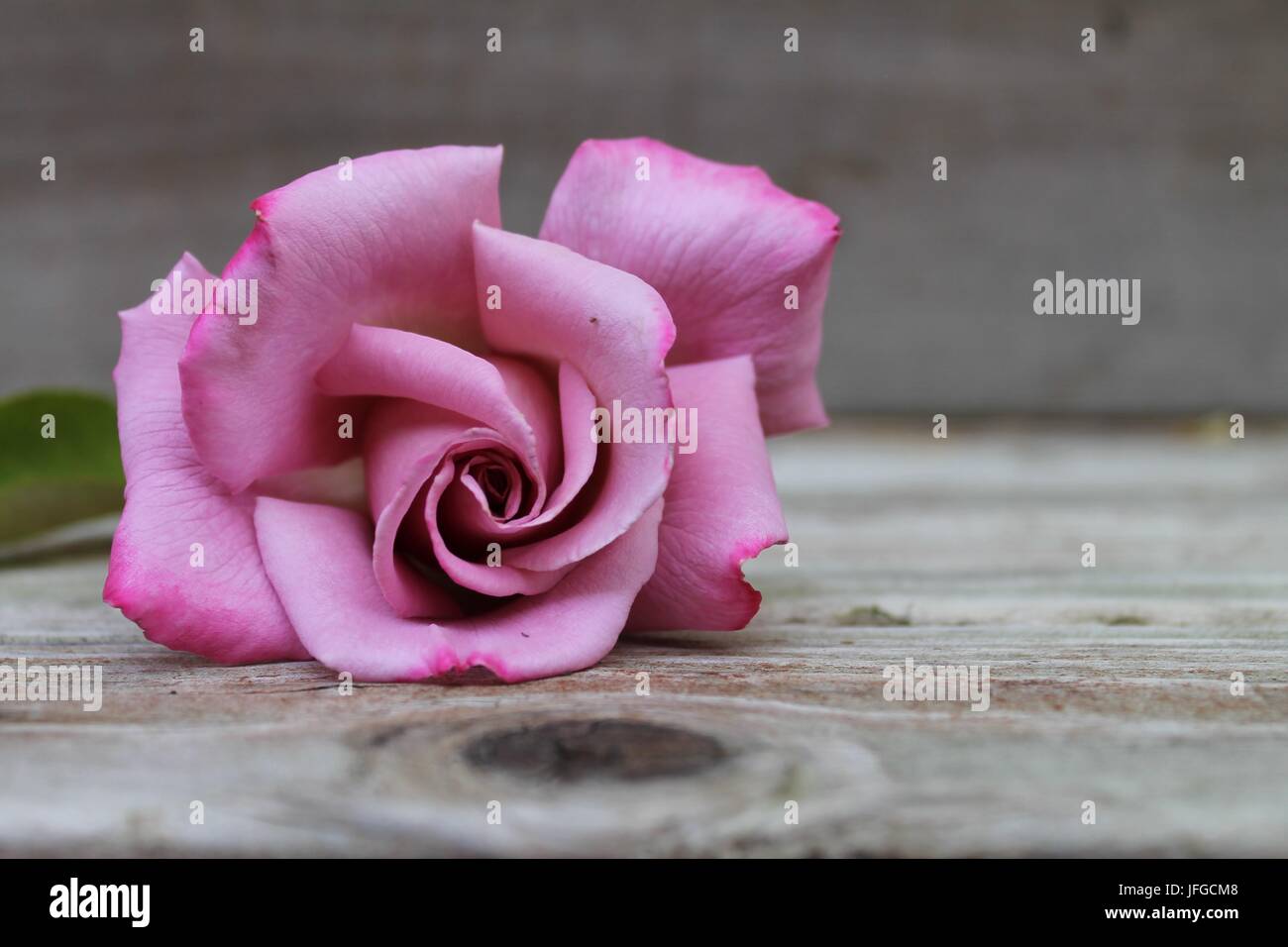 closeup of rose on wood table Stock Photo - Alamy
