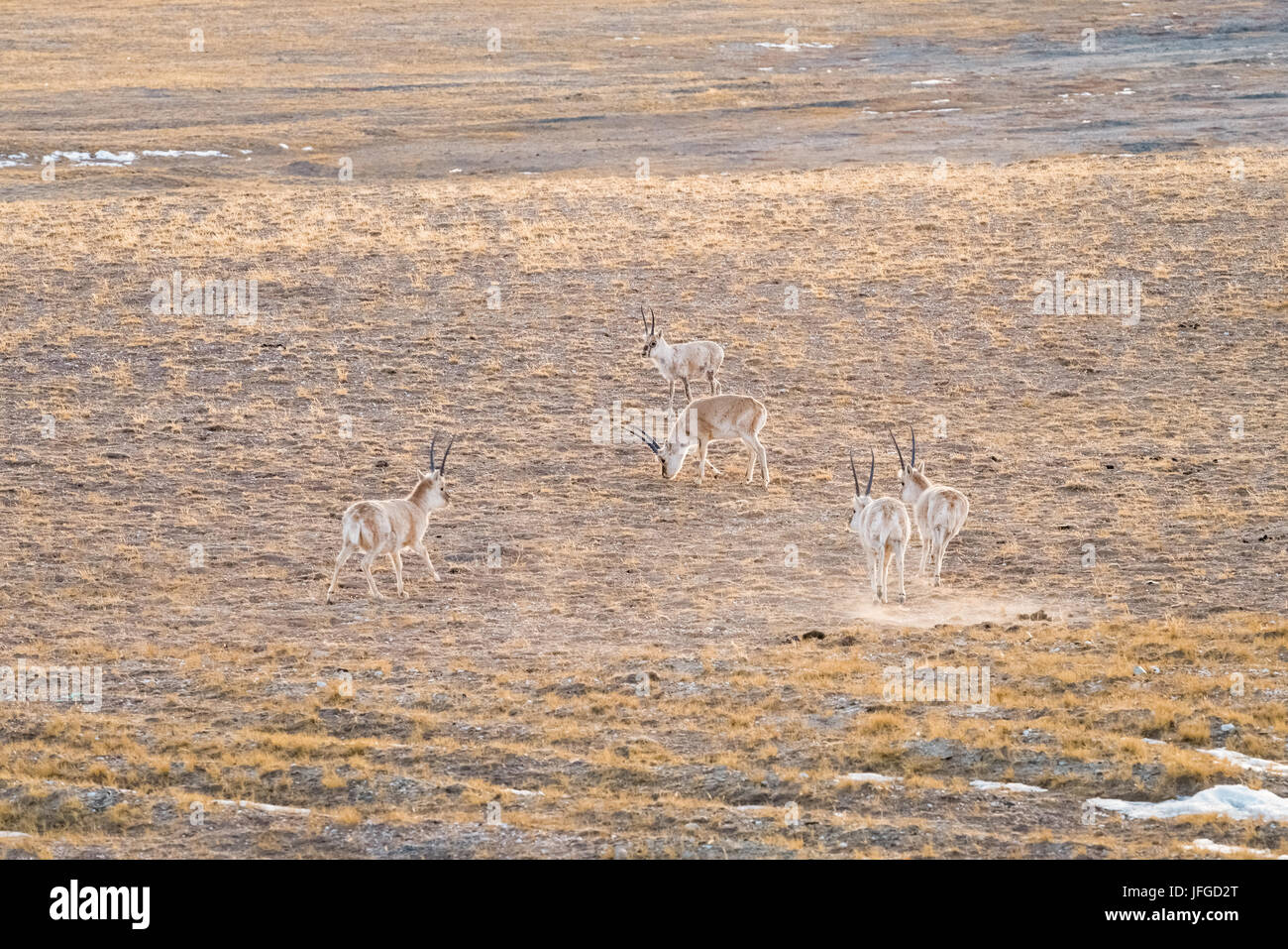 Tibetan antelope hi-res stock photography and images - Alamy