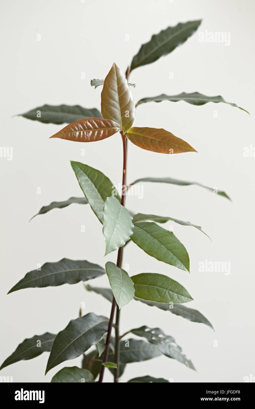 Branch laurel bay leaves hi-res stock photography and images - Alamy