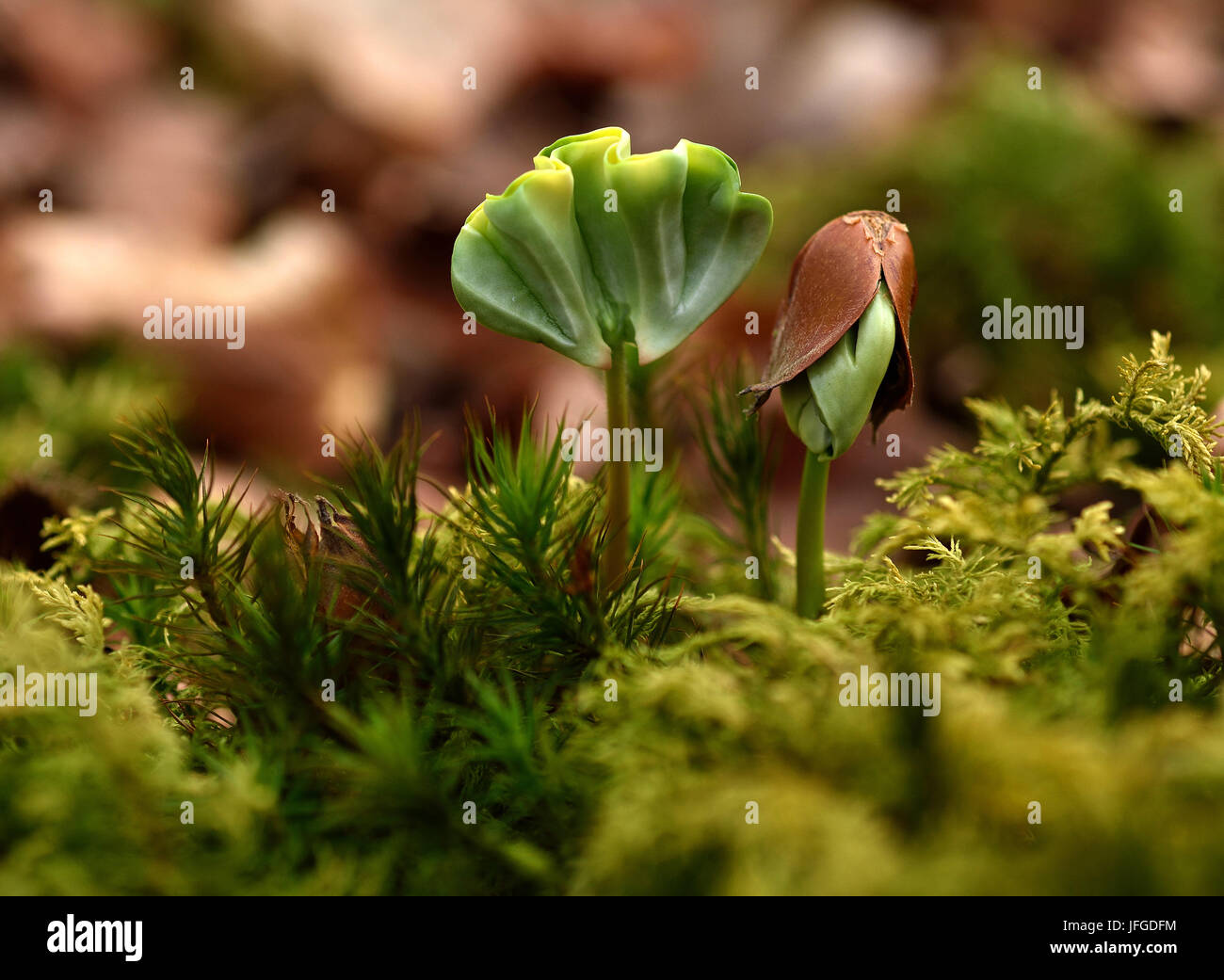 beech; beech seedling Stock Photo - Alamy