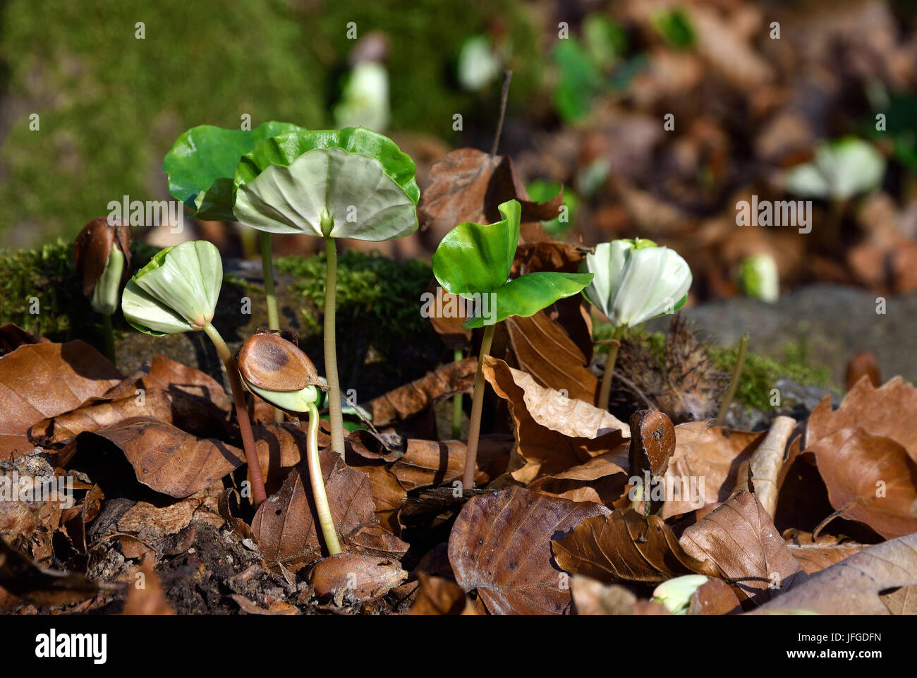beech; beech seedling Stock Photo - Alamy