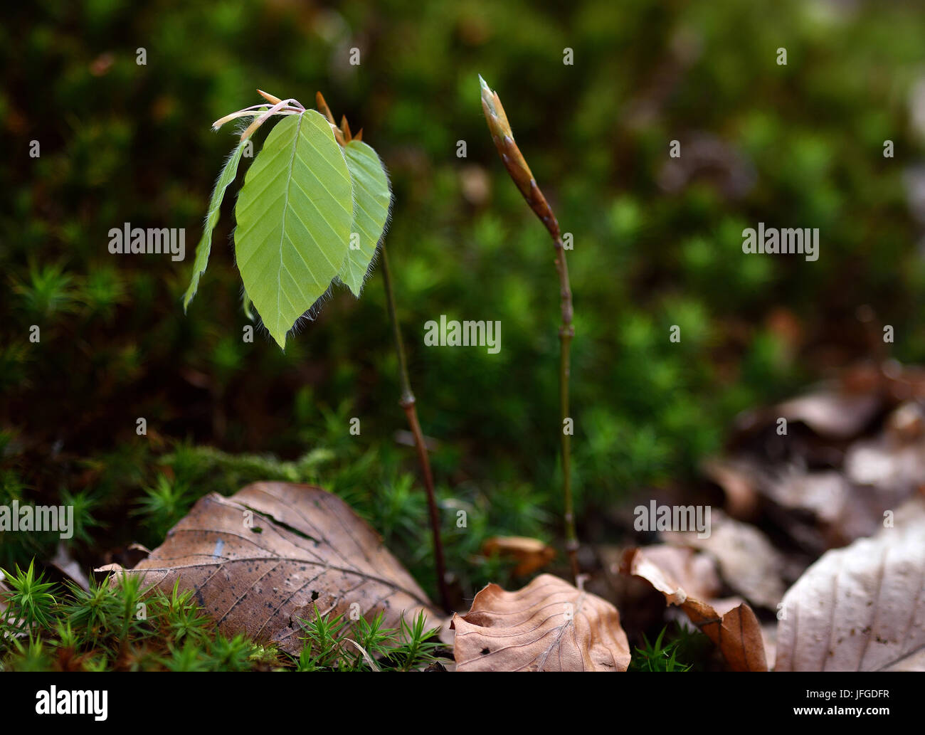 beech; beech seedling; young beech Stock Photo - Alamy