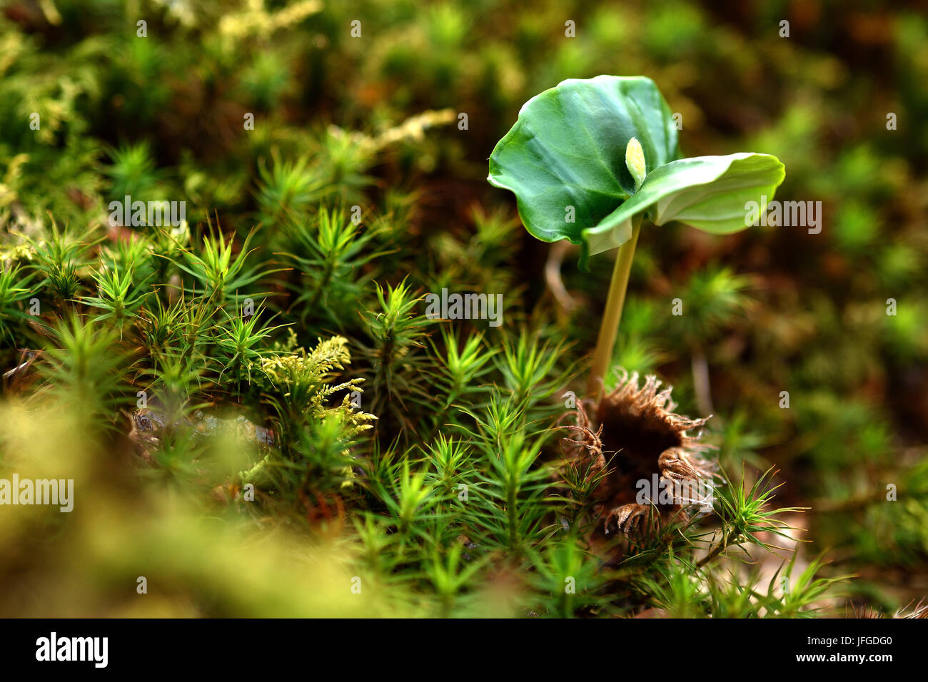 beech; beech seedling Stock Photo - Alamy