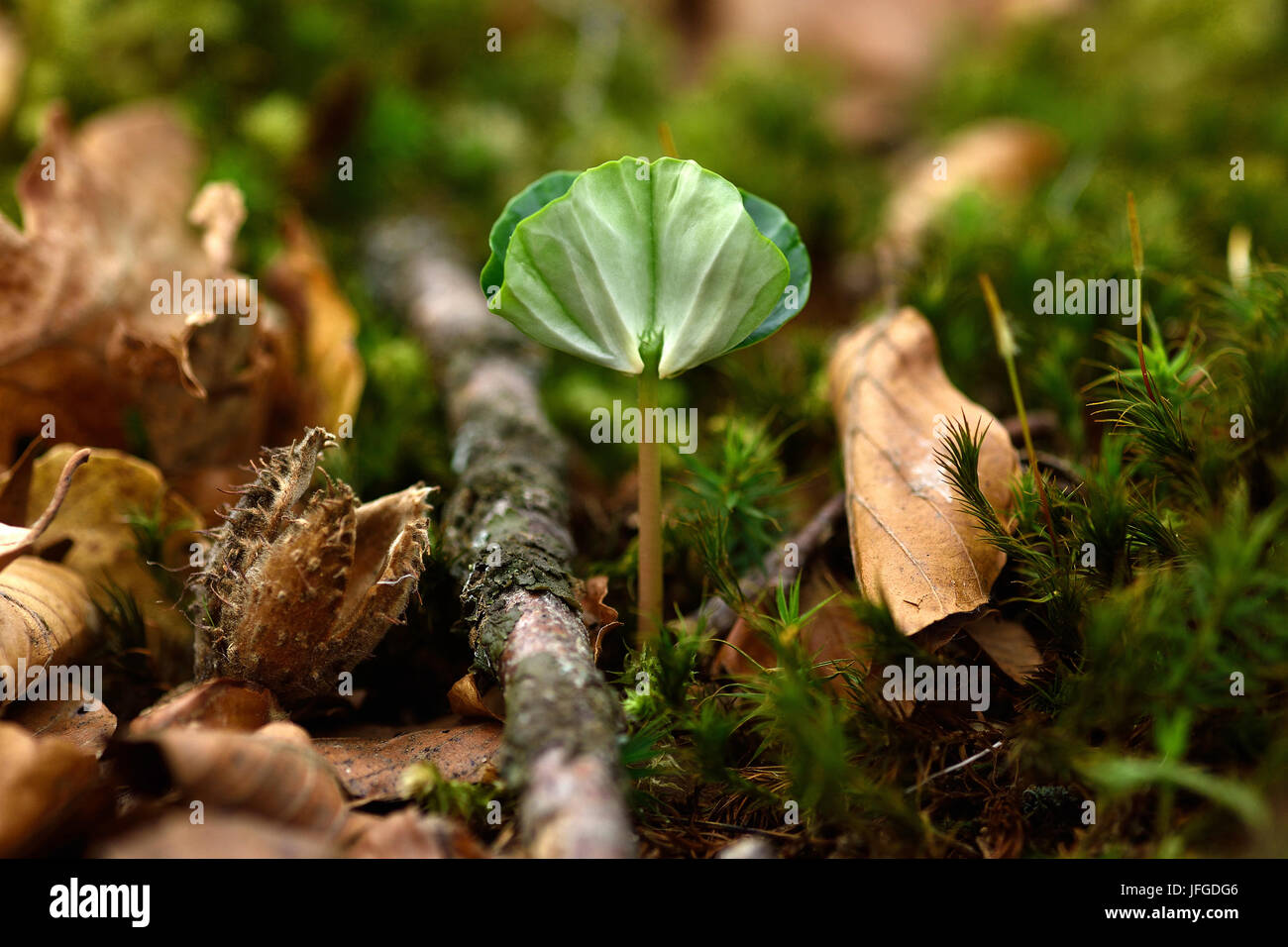 beech; beech seedling Stock Photo - Alamy
