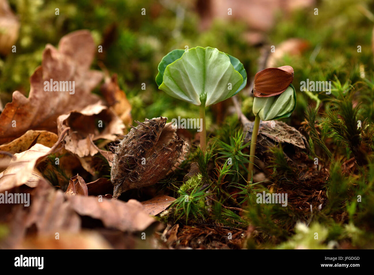 beech; beech seedling Stock Photo - Alamy