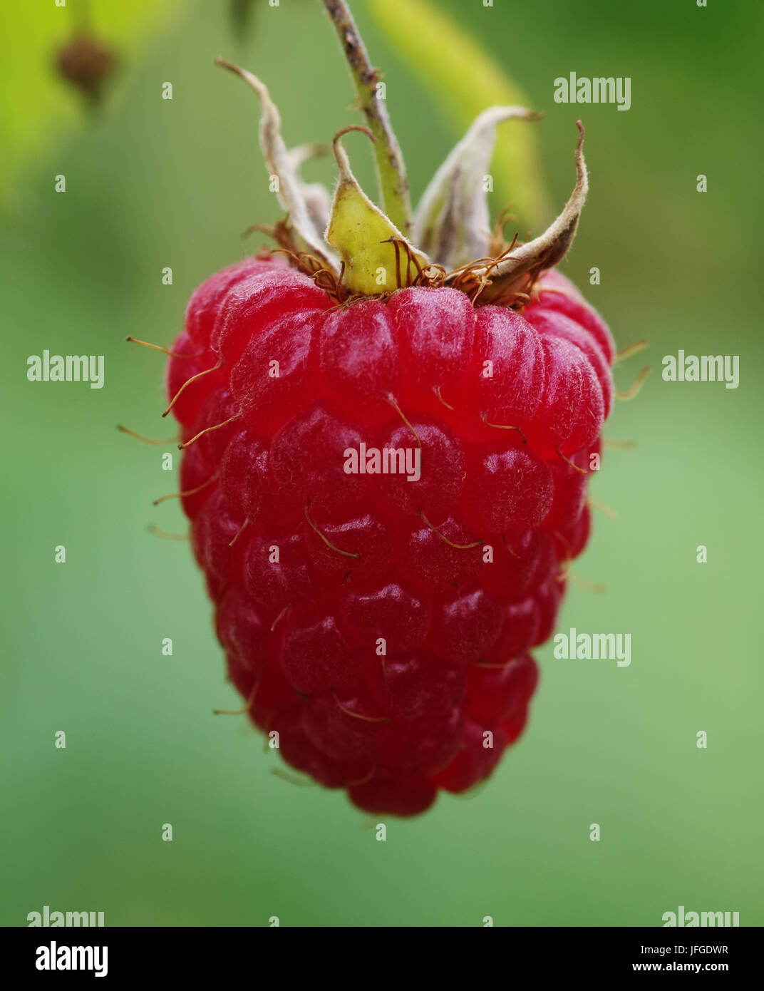 Hohlbeere hi-res stock photography and images - Alamy