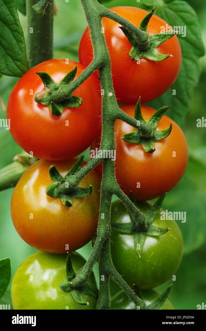 Tomatenpflanze hi-res stock photography and images - Alamy