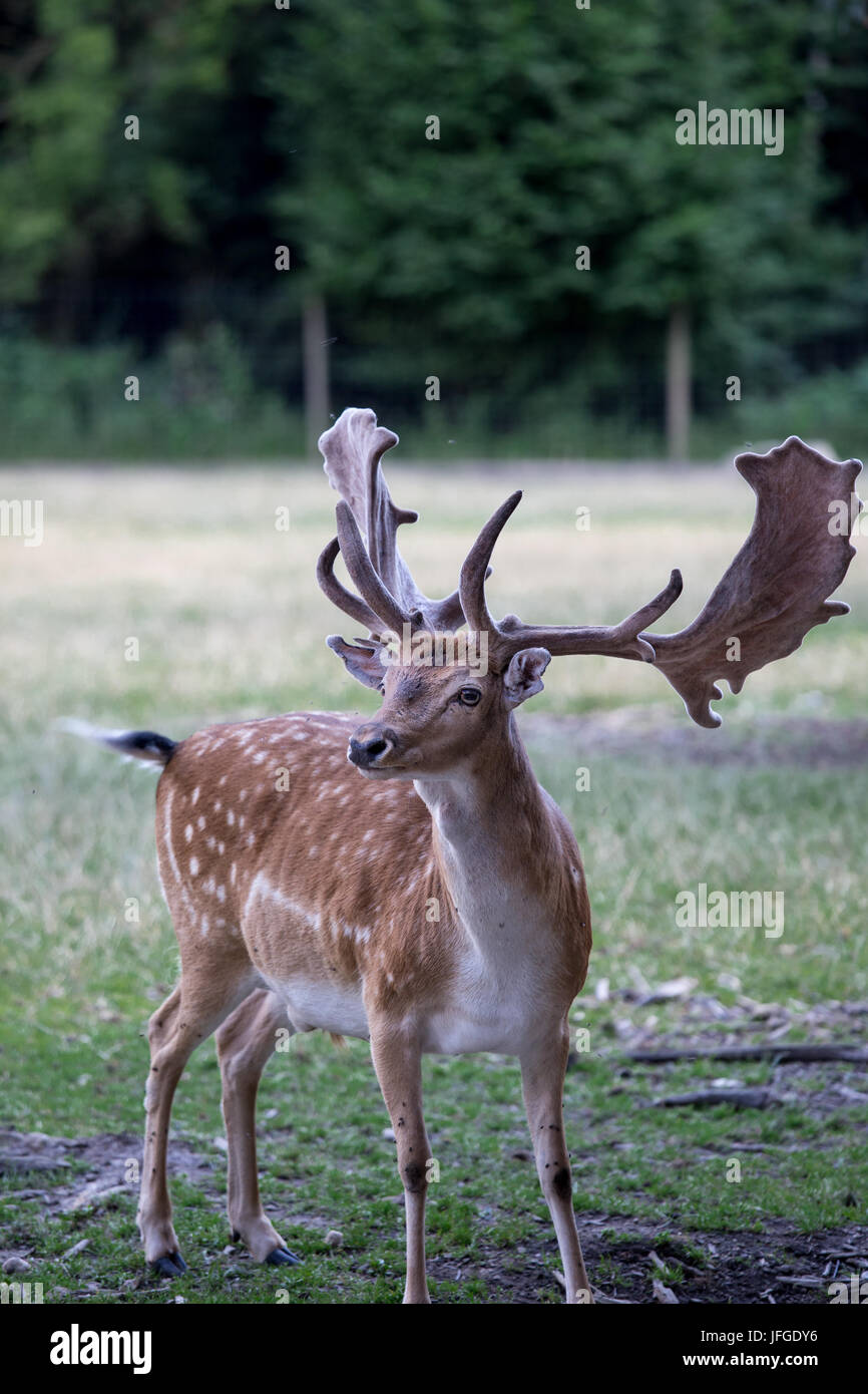 Male Fallow Deer in front of Forest Stock Photo - Alamy