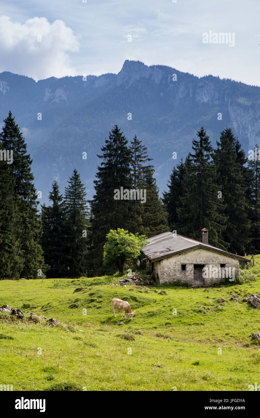 Germany Cow Barn High Resolution Stock Photography and Images - Alamy